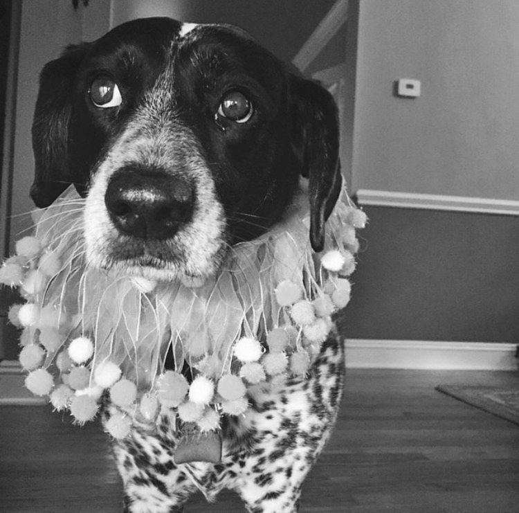 Remembering the sweetest dog in the world: Rest In Peace, Libs – Coast ...